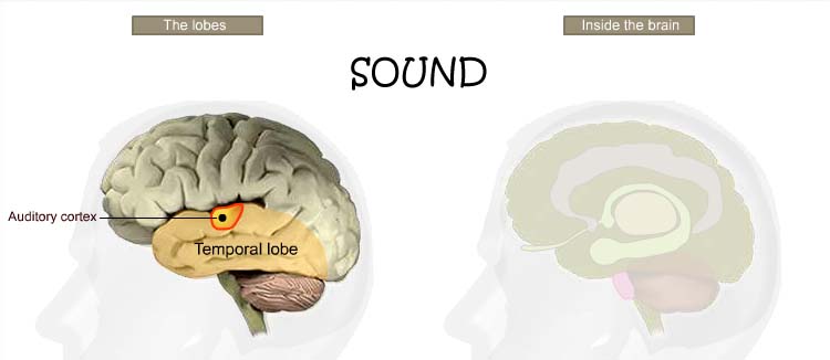 TL's Journey of Life (Chapter one): Part 5: Brain Regions and Controls