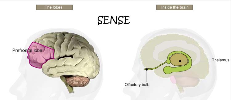 TL's Journey of Life (Chapter one): Part 5: Brain Regions and Controls