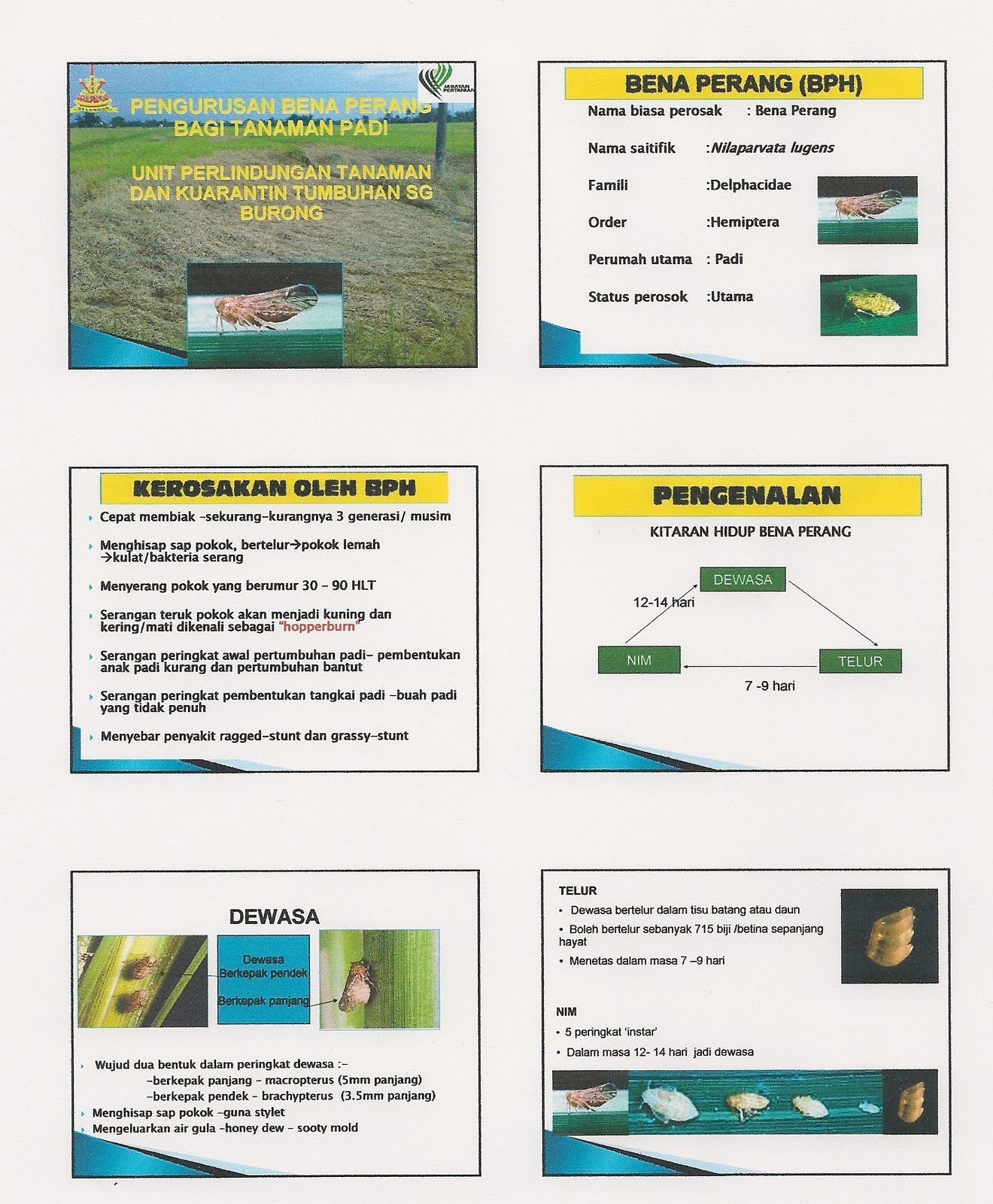 UNIT PERLINDUNGAN TANAMAN SUNGAI BURONG: Pengurusan Bena Perang ...