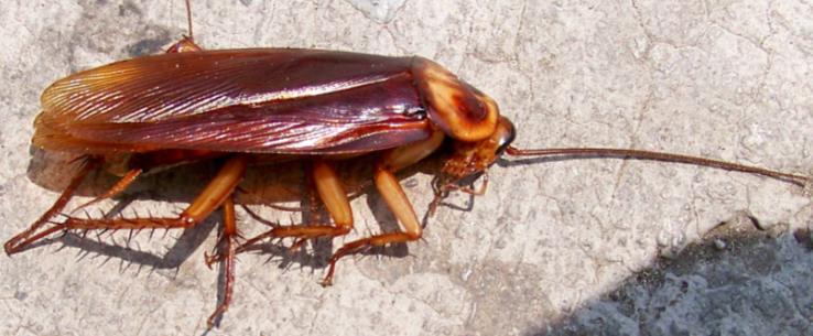 Mexico 51 years later: April 11 2010