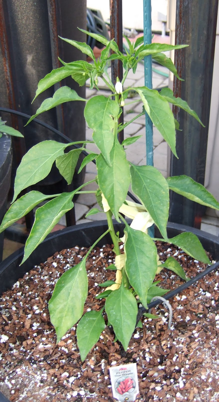 My Southern California Vegetable Garden: Thai Red Dragon Pepper Flowering