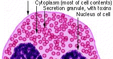 Renal Fellow Network: Urine eosinophils