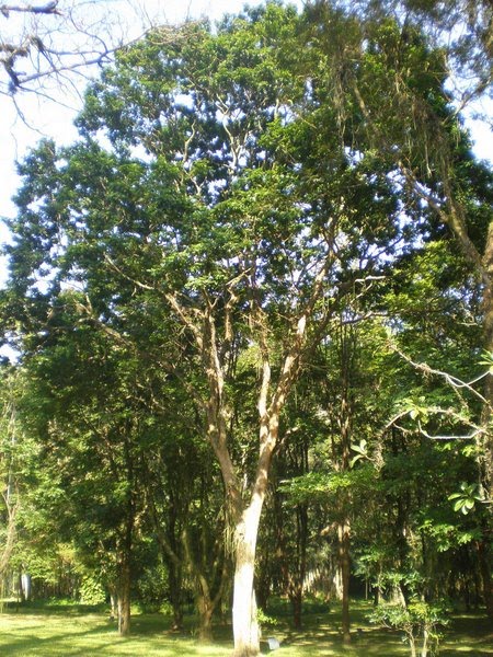 O Pau-brasil e sua história