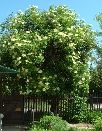 Thozoo naplója: Bodza üdítő házilag