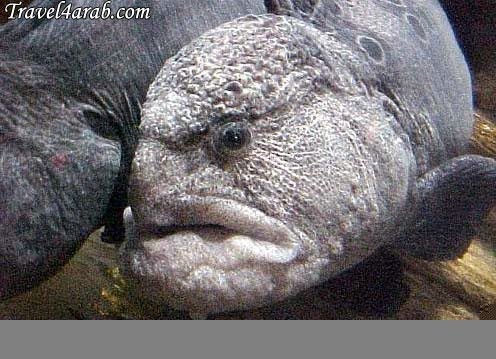 Kisah 69: Koleksi Ikan Paling Pelik