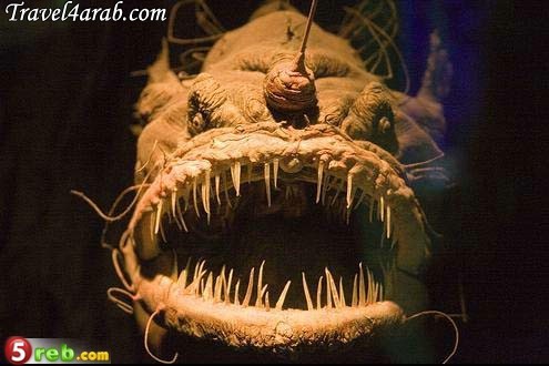 Kisah 69: Koleksi Ikan Paling Pelik