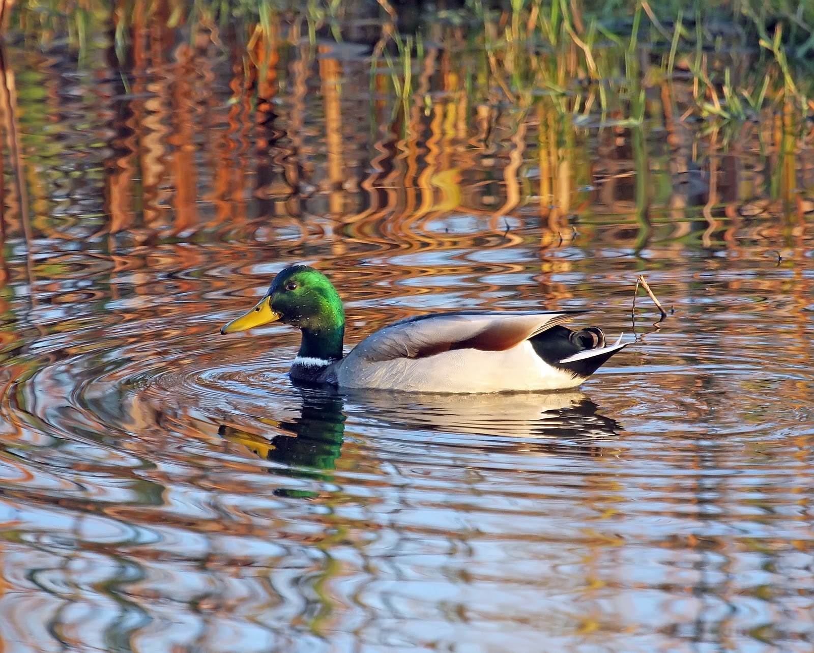 Horicon Marsh Photography: Common Waterfowl