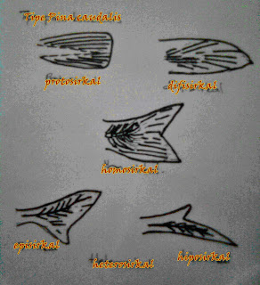 ANATOMI COMPARATIVA IKAN MAS | Berita Biologi