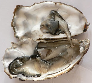 Zilte Zee: Oesters voor het oprapen