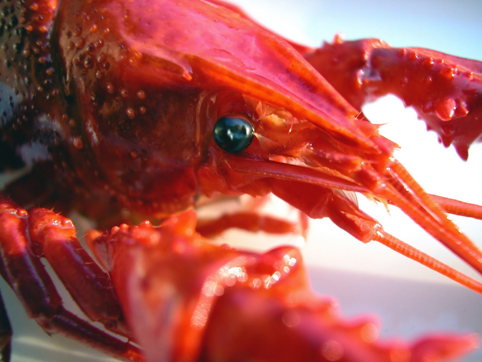 Zilte Zee: december 2010