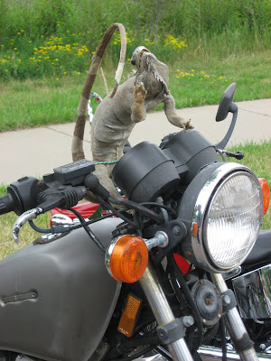 The Nobody Motorcycle Club: BLIND LIZARD RALLY