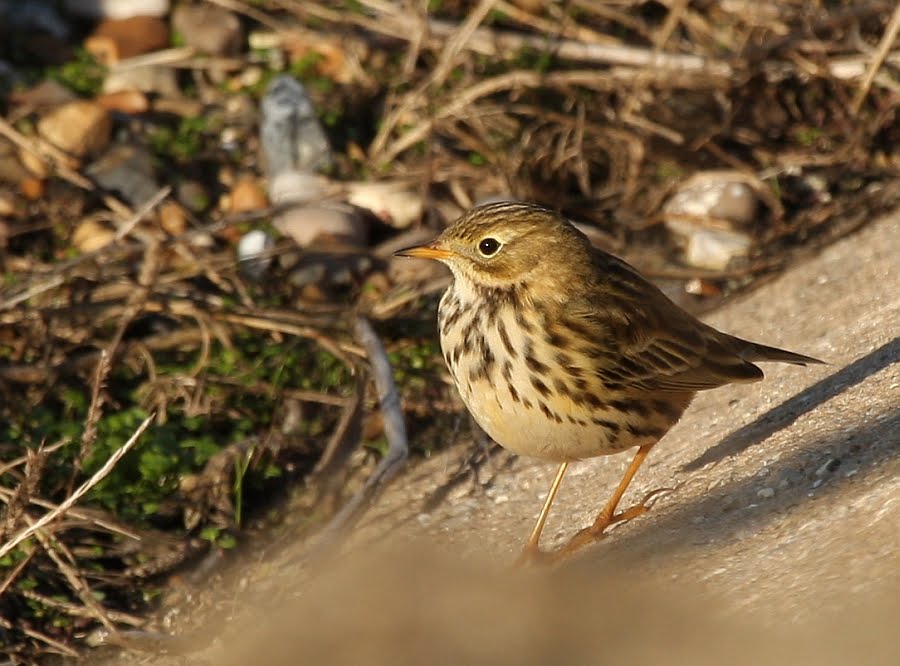 Dig deep: 23rd-25th November 2009: Some birds from northern Suffolk, UK