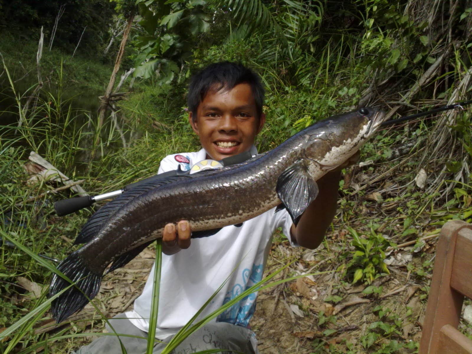 .: Trip haruan bersaiz BAGAK....