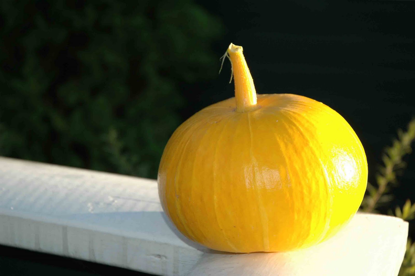 100 % NATURLIG: Gresskar - ikke bare vakkert, men også sunt!