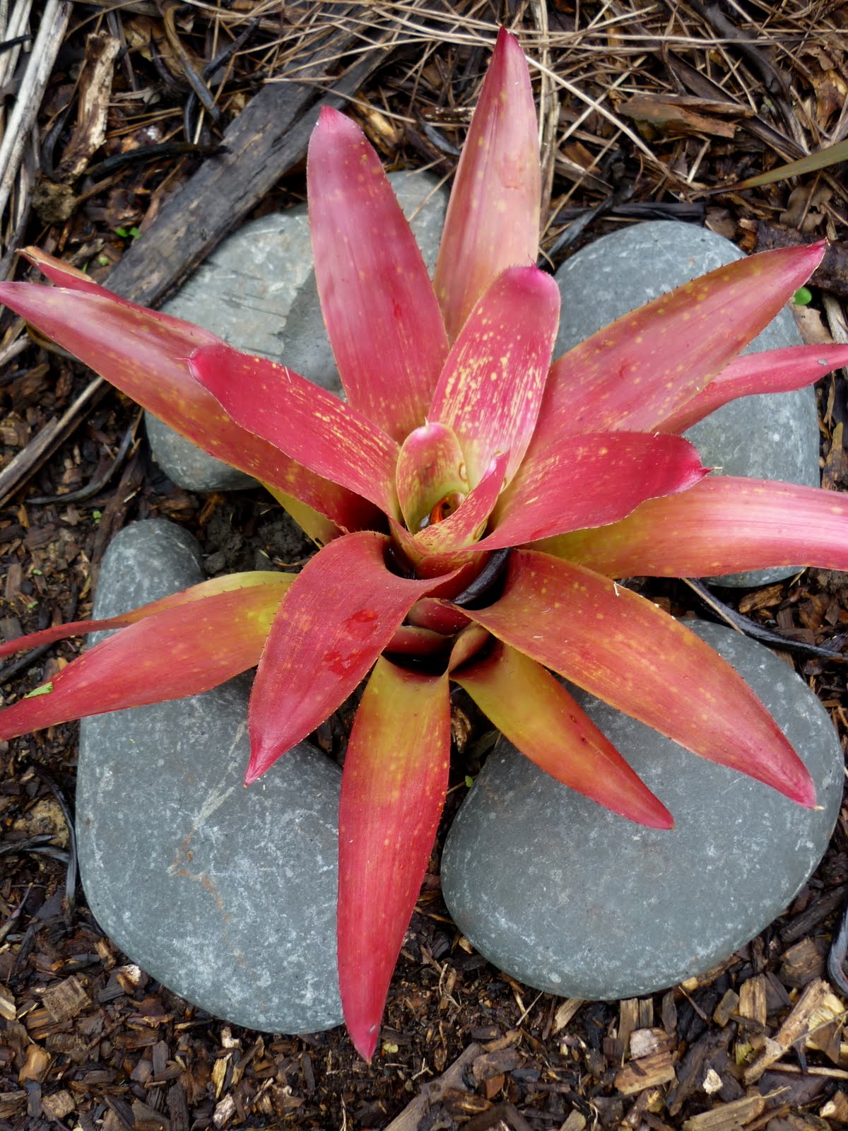 Fantails and Fibrolite: Bromeliad