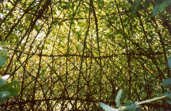 ReGeneration: Structure and Colours