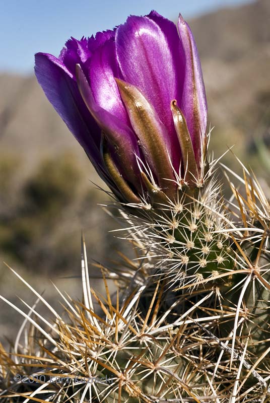 Southern Nevada Outside: Desert Wildflowers