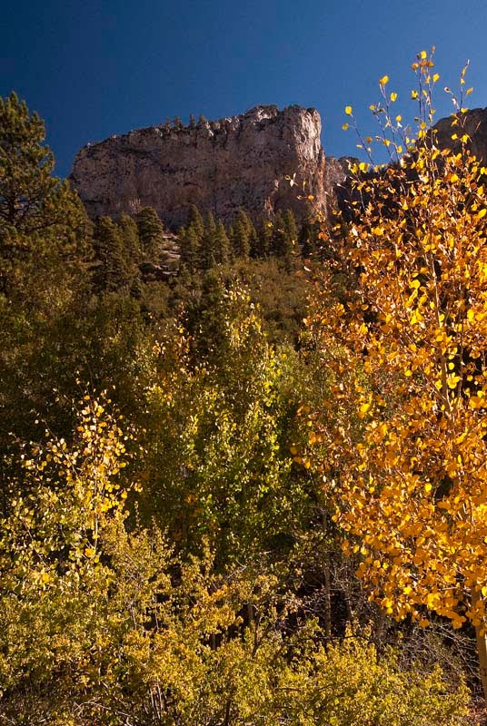 Southern Nevada Outside: Fall Colors at Mt Charleston