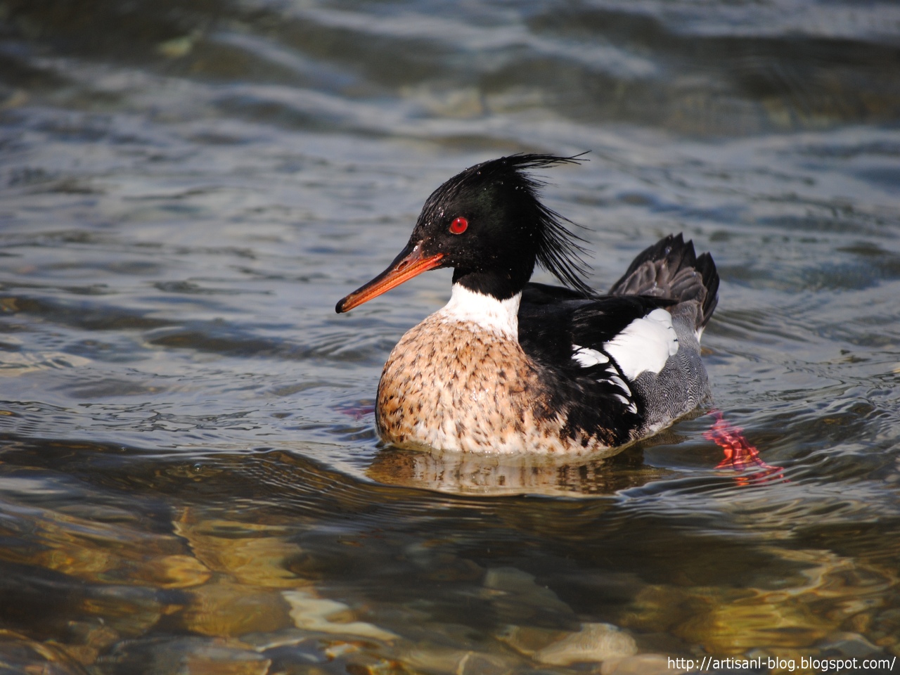 Qu'en pensez vous ?: Harle huppé