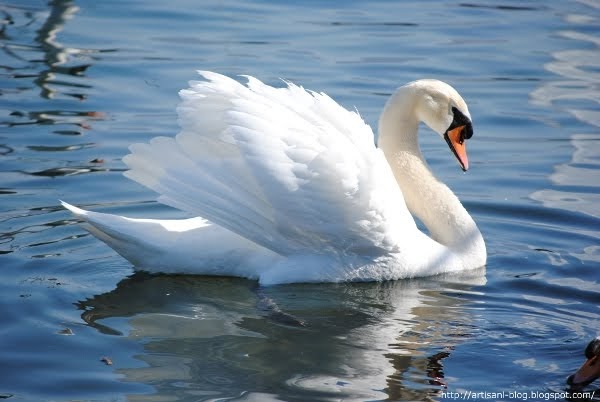 Qu'en pensez vous ?: Image - photo de cygne