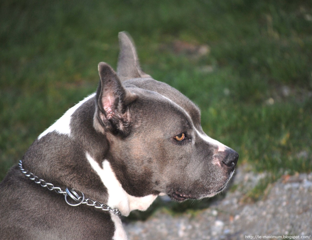 LE MAXIMUM: Chien Pitbull
