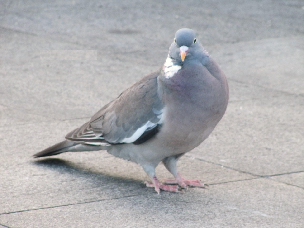Qu'en pensez vous ?: Photos de colombe gratuites