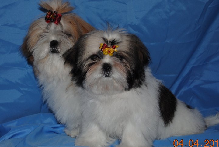 Chitsu perro cachorros - Imagui