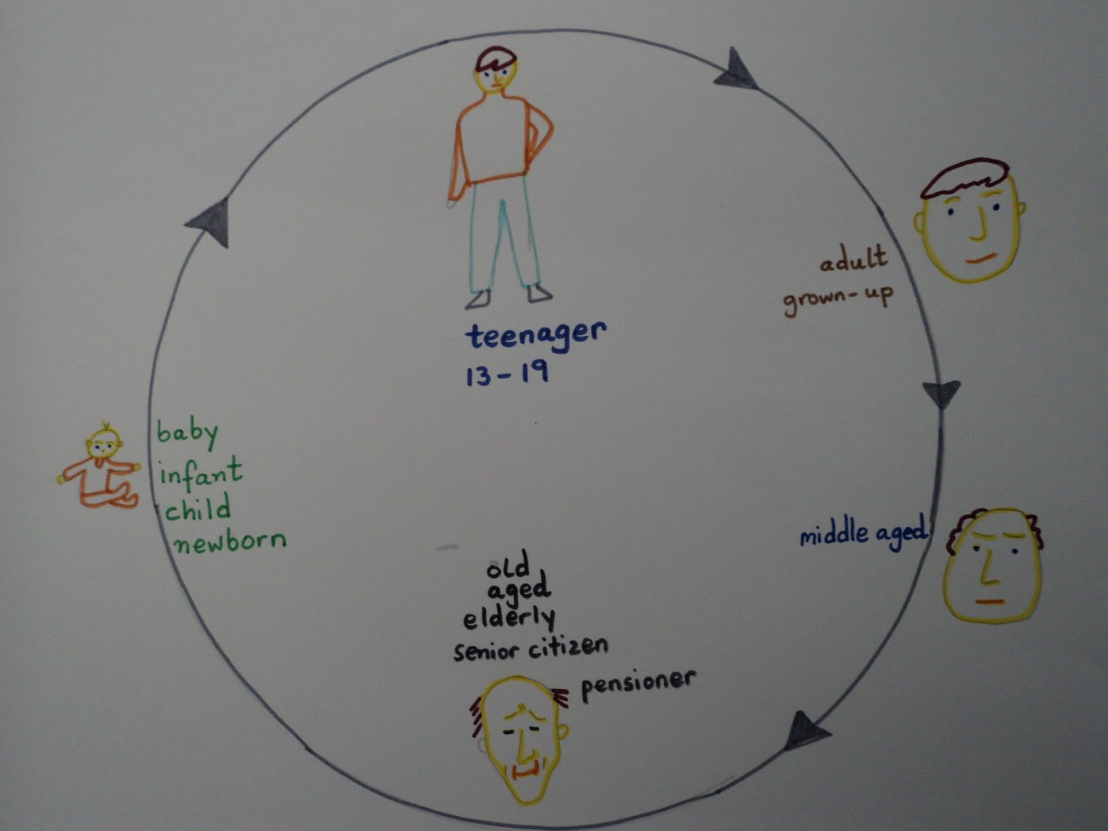 The age cycle | Express Teach