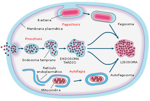 Biologia II: *Digestión Intracelular