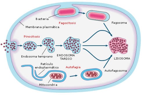 Biologia II: *Digestión Intracelular