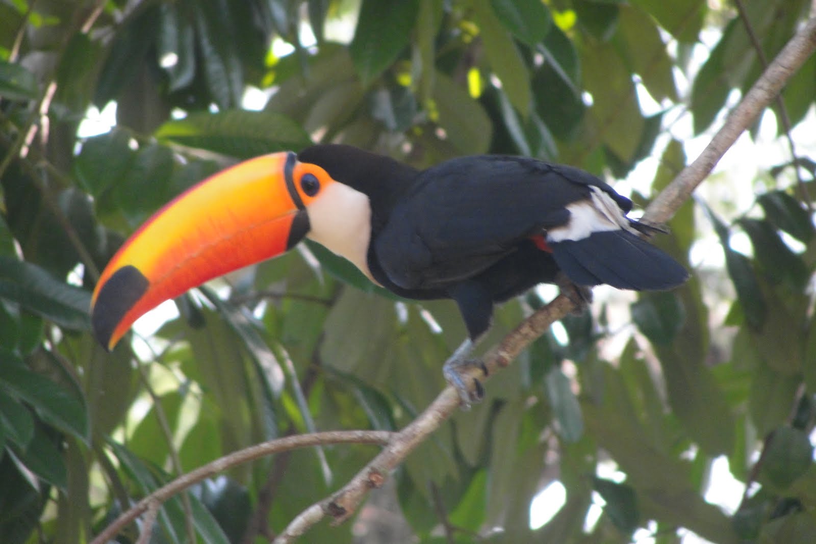 DIANA TOURS IN RIO DE JANEIRO: ANIMALS YOU CAN SEE IN RIO DE JANEIRO