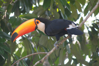 DIANA TOURS IN RIO DE JANEIRO: ANIMALS YOU CAN SEE IN RIO DE JANEIRO