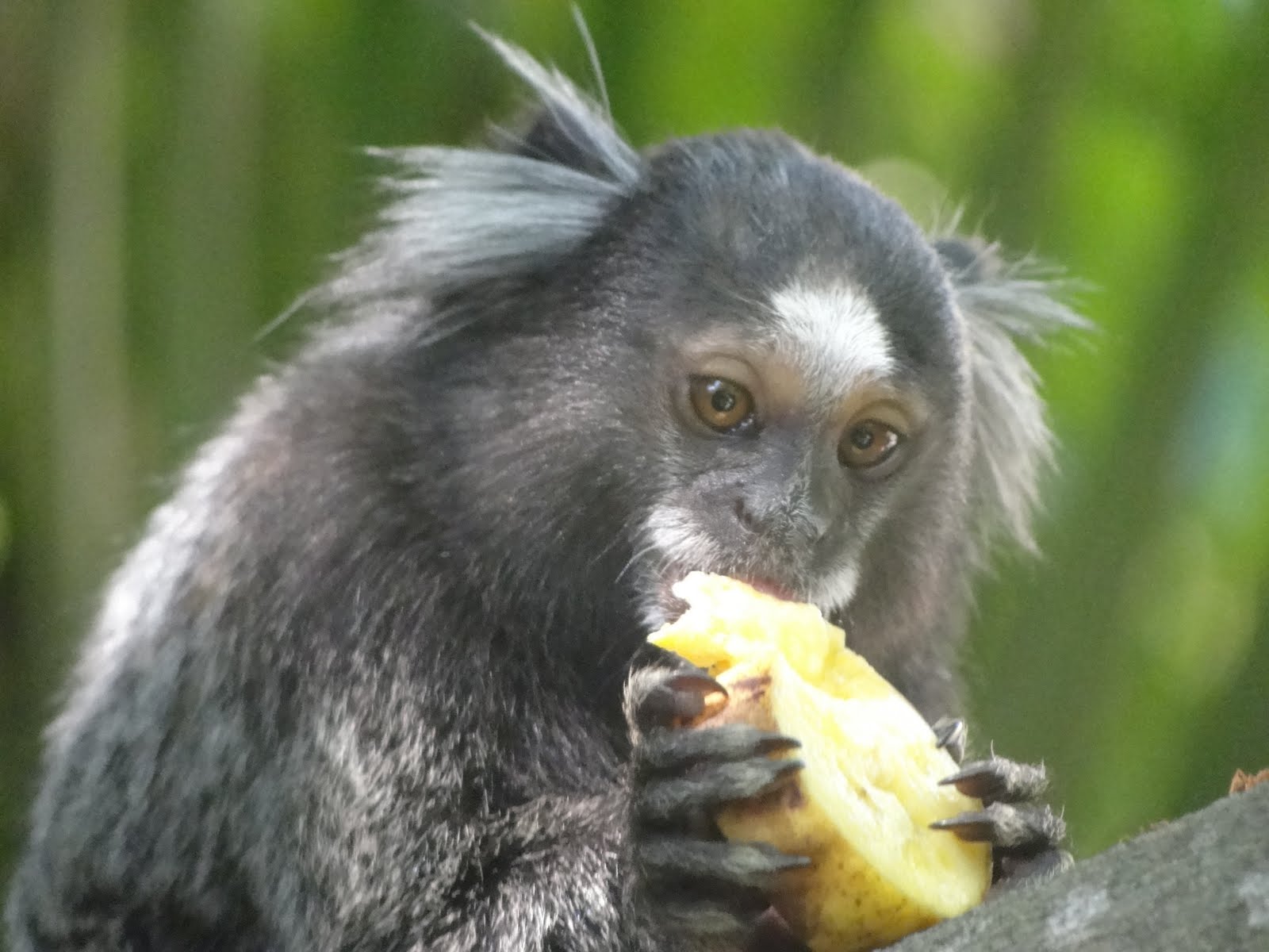 DIANA TOURS IN RIO DE JANEIRO: ANIMALS YOU CAN SEE IN RIO DE JANEIRO