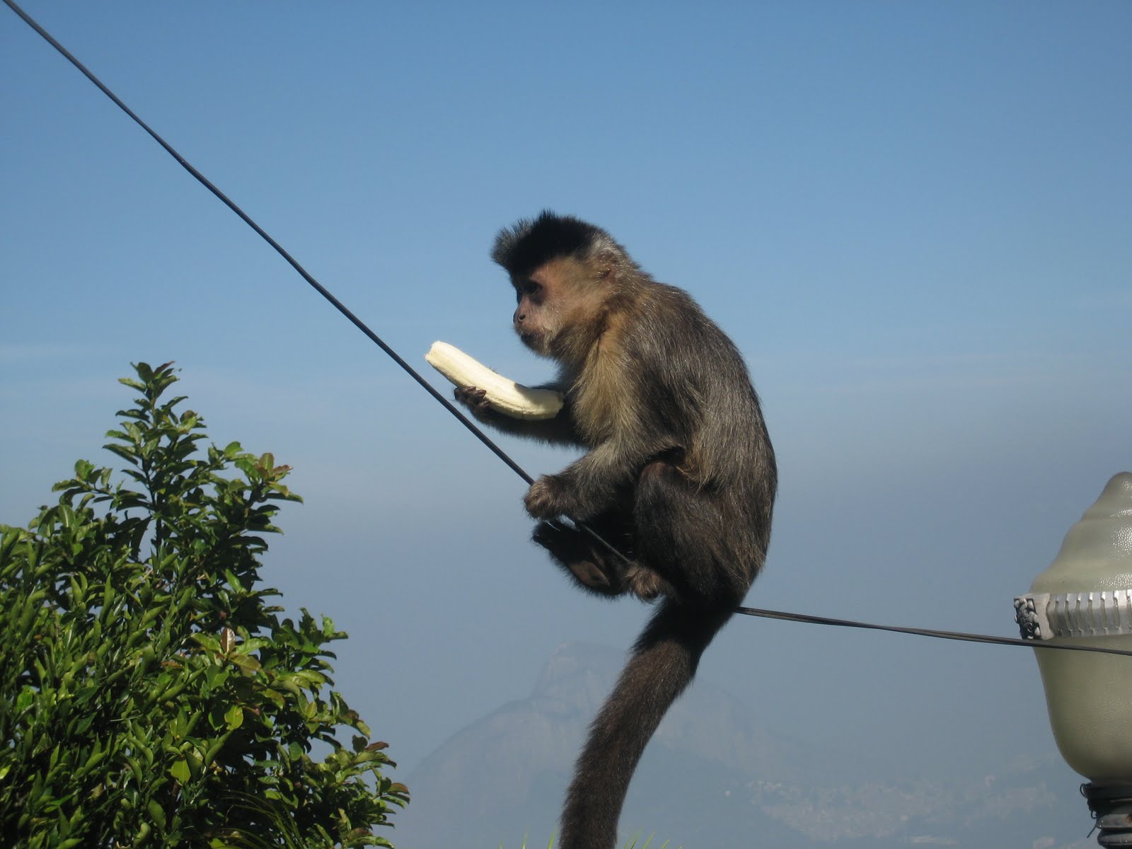 DIANA TOURS IN RIO DE JANEIRO: ANIMALS YOU CAN SEE IN RIO DE JANEIRO