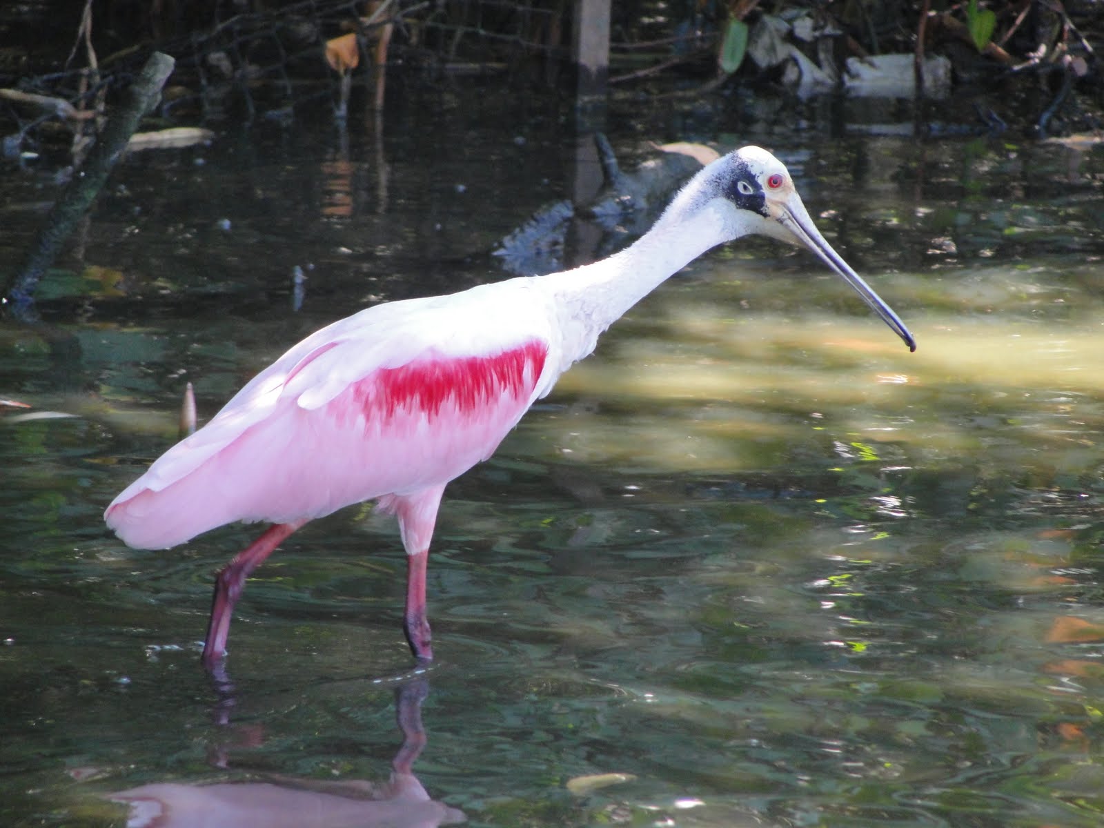 DIANA TOURS IN RIO DE JANEIRO: ANIMALS YOU CAN SEE IN RIO DE JANEIRO