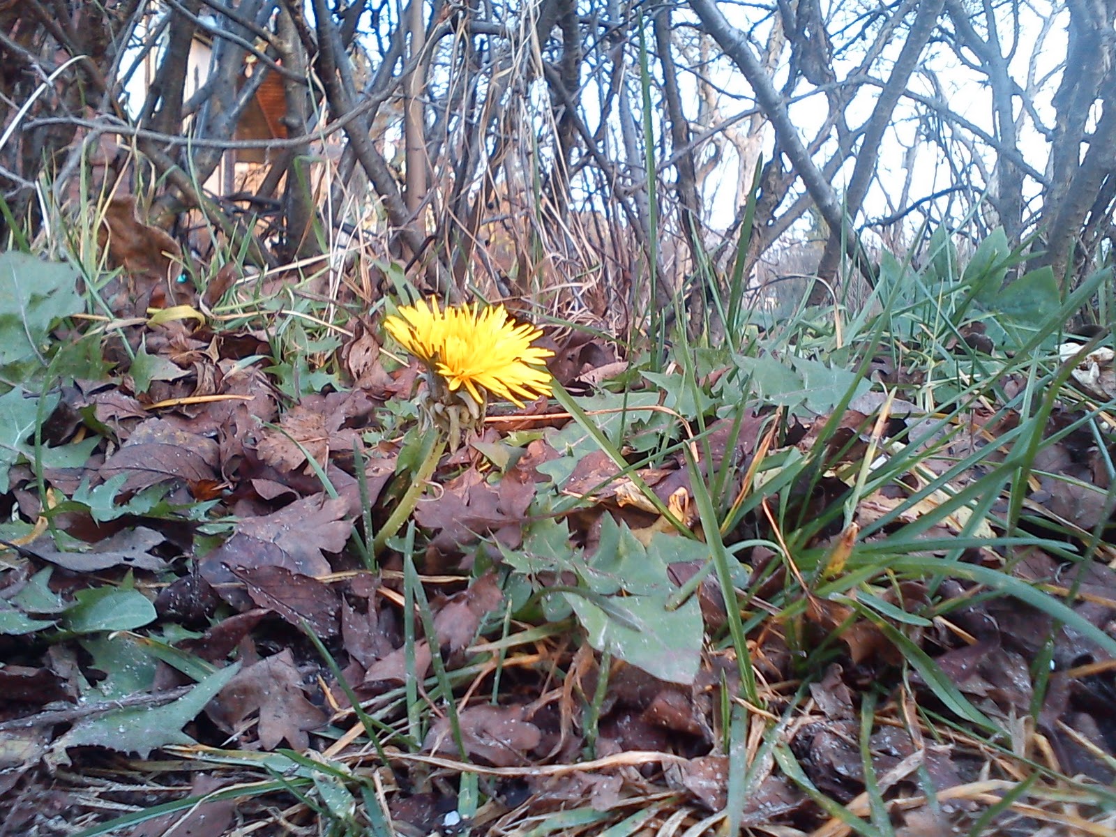 ant palangės: ar tikrai dabar lapkritis?