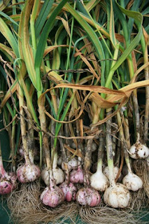 Bridget's Green Living: It’s easy to grow your own garlic