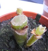 My Broken Garden: Grey Mould (Botrytis) on Broken Begonia Stem