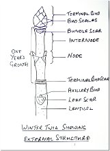 My Broken Garden: I Should Have Node