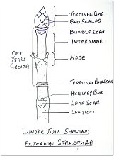 My Broken Garden: November 2010