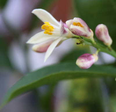 Seattle Pastry Girl: Limoncello and a Trip to Positano