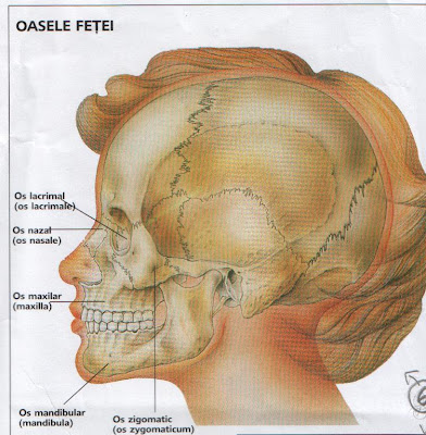 The speed: Oasele feţei
