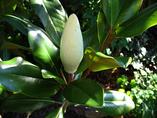 MucknMire: 'Edith Bogue' Magnolia grandiflora