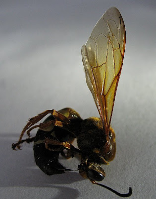 MucknMire: Hornet - Eastern Cicada Killer wasp, ground spider webs and ...