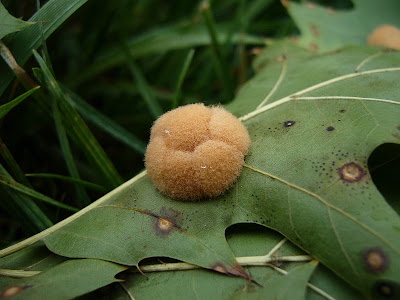 MucknMire: Fuzzy growth on underside of oak leaves
