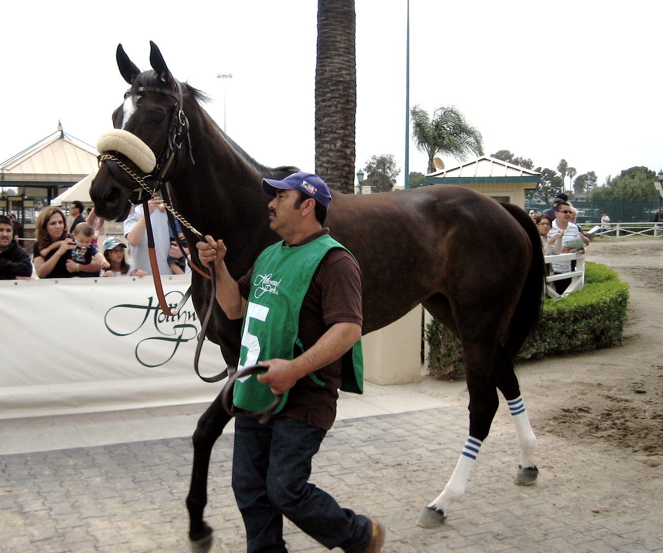 4 year old 18 hand OTTB - Page 2 - The Horse Forum