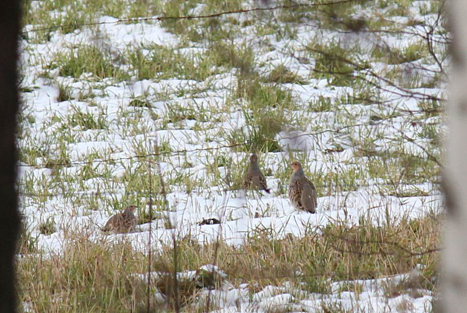 Bird photo - Linnut: Pyy