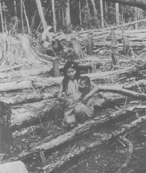 Cryptoforestry: Amazon Gardening