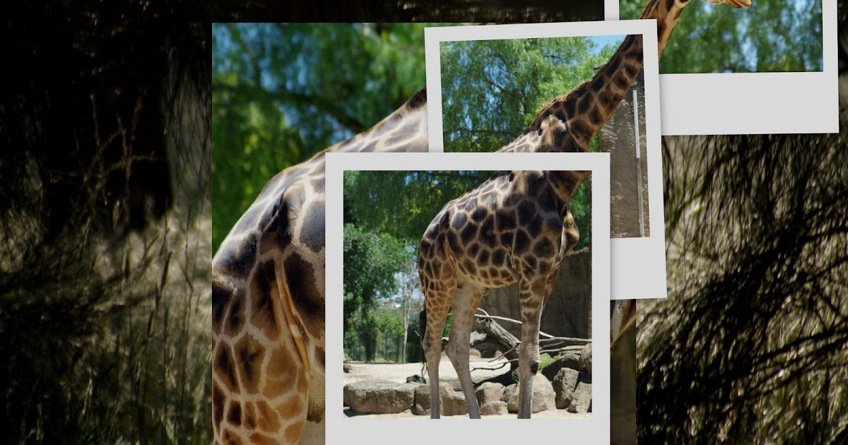 wandering in the light: The Square Giraffe Collage