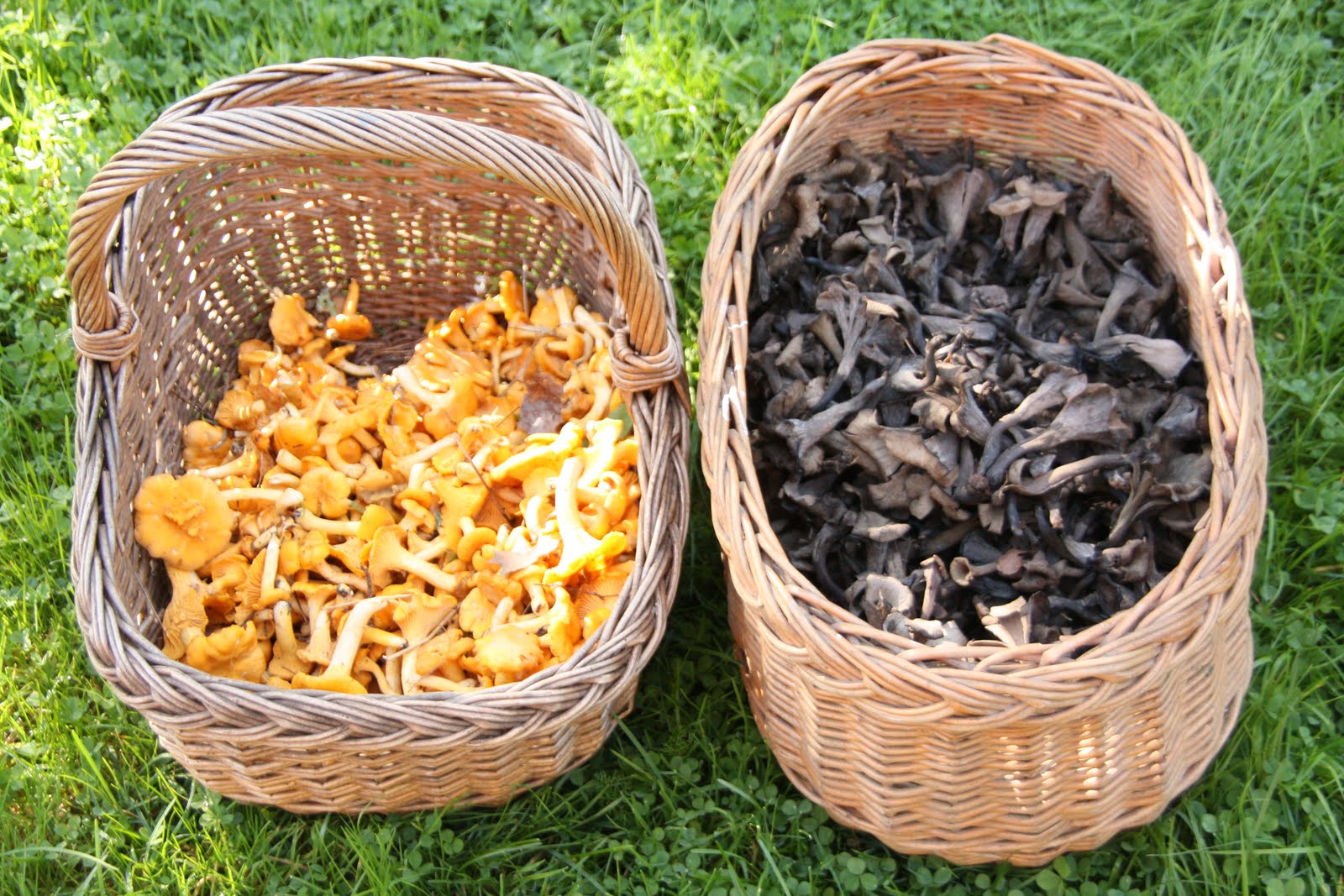 kariogjon: Tre slags kantareller